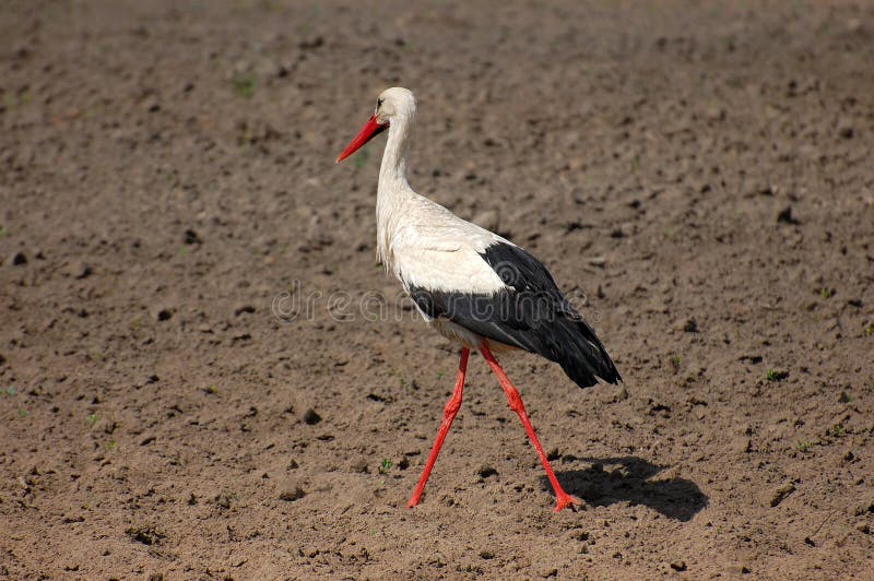 Stork walking stock image. Image of wildlife, field, stork - 40330127