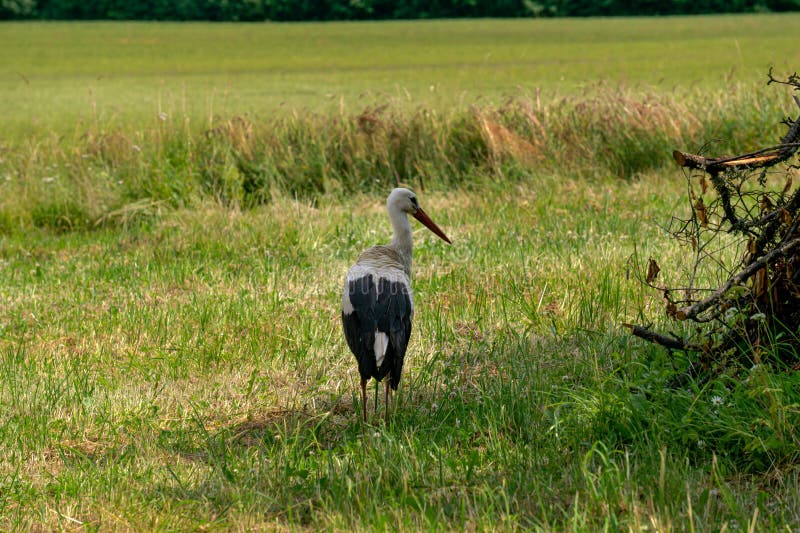 A Stork Walks Across a Field in Search of Food Stock Photo - Image of ...