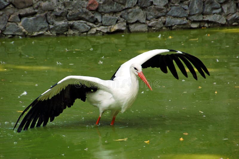 Stork in the water stock image. Image of birdwatching - 13488025