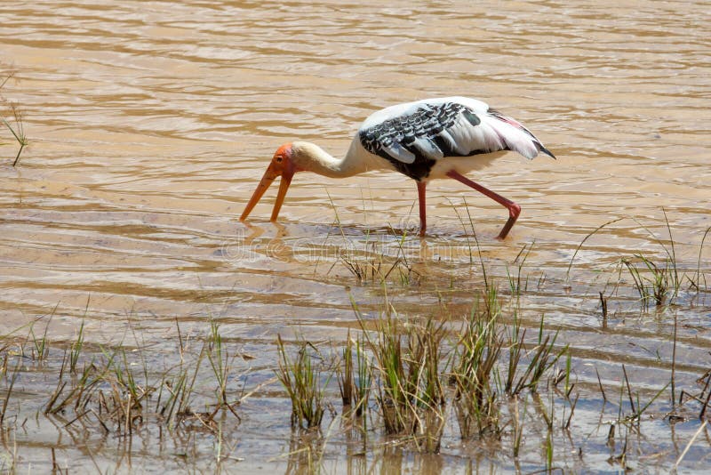Stork in the water stock photo. Image of marabou, marabu - 40972790