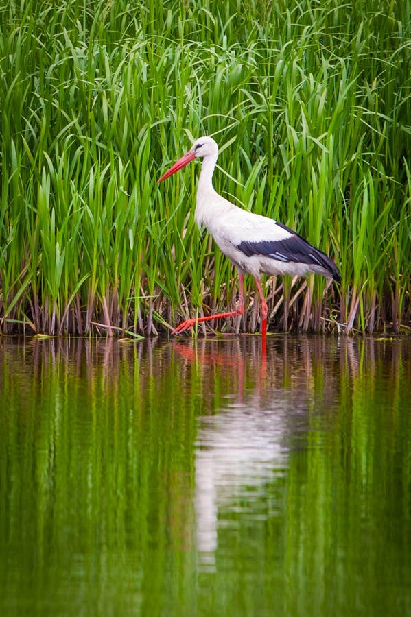 Stork in the water stock image. Image of beak, green - 202924719