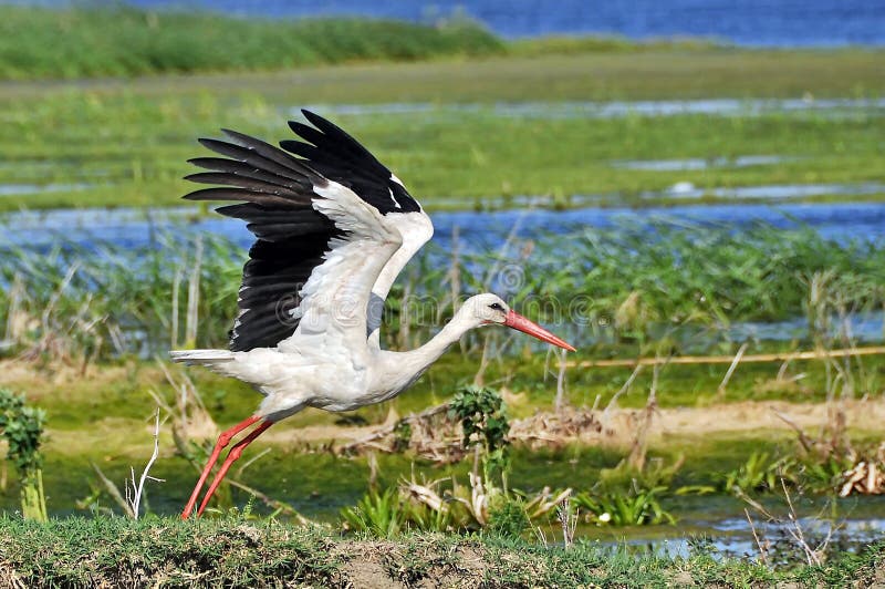 Stork stock image. Image of elegant, delta, fluffy, feather - 114302861