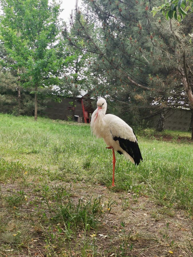 Stork in the Wild in the Netherlands Stock Photo - Image of bird, stork ...