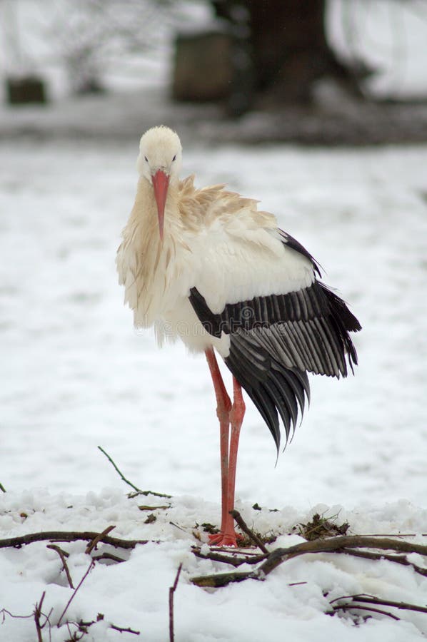 Stork stock photo. Image of ciconia, orange, attentive - 52141772