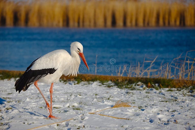 Stork in Winter stock image. Image of white, environment - 36866571
