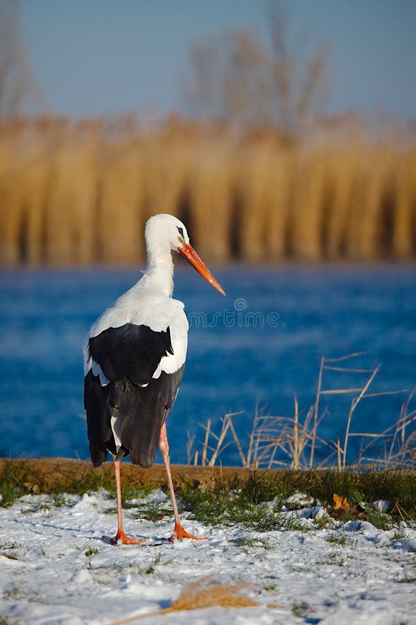 Stork in Winter stock photo. Image of wilderness, cold - 44289458