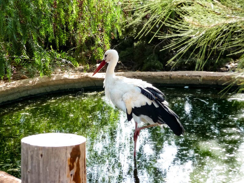 Stork in the zoo in Cyprus stock image. Image of landscape - 127570489