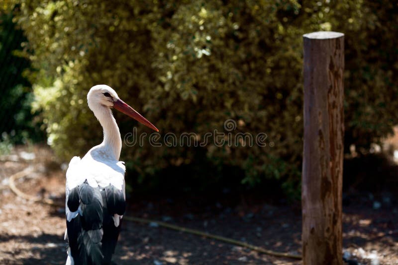 Stork in zoo stock image. Image of beautiful, animal - 30622489