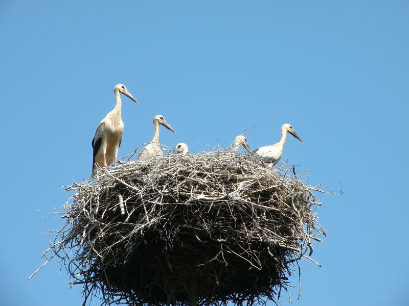 Five Storks in a Stork Nest on Dome of a Mosque in Turkey Stock Photo ...