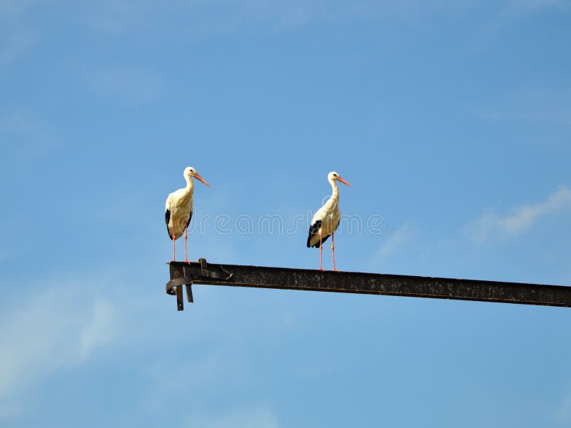 Storks stock photo. Image of nature, wildlife, happy - 20812376