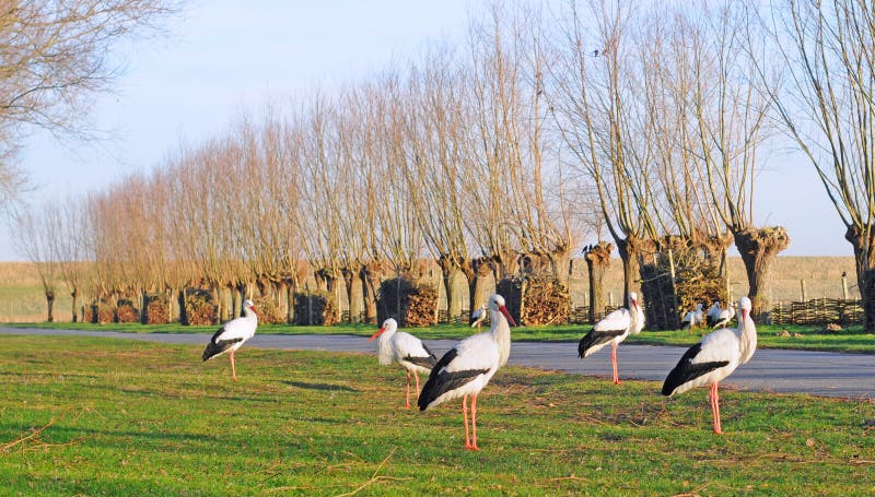 Storks stock photo. Image of nature, farm, looking, white - 23159946