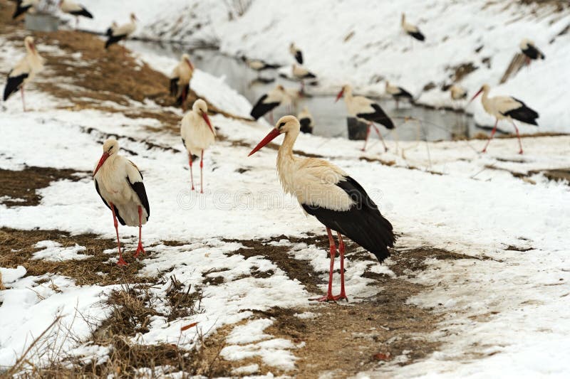 Storks stock image. Image of friendly, cold, storks, themes - 30159211