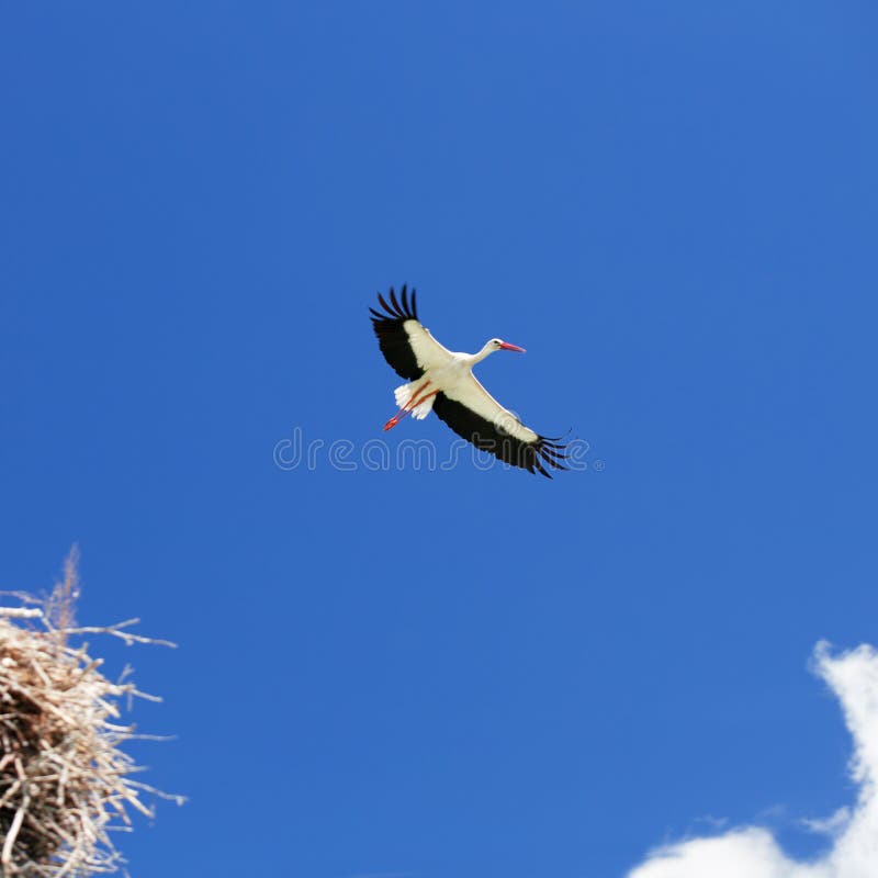 Storks stock image. Image of beautiful, care, fauna, storks - 43540705