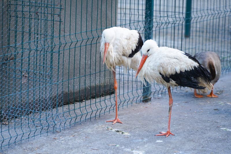 Storks in Captivity at a Zoo. Photo during the Day. Stock Photo - Image ...