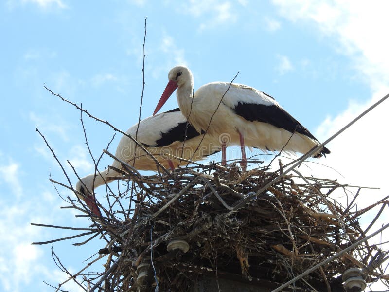 The Storks Constituting the Nest. Stock Photo - Image of babyes ...