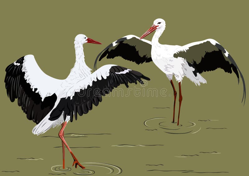 Stork Dance Stock Illustrations – 164 Stork Dance Stock Illustrations ...