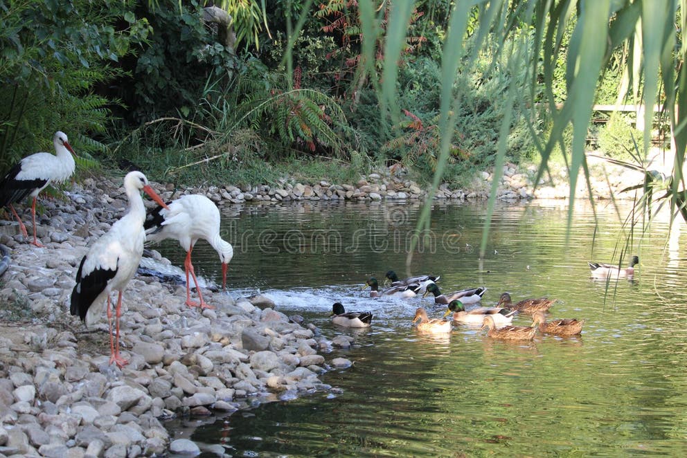 Storks and Ducks in the Wildlife Stock Image - Image of ducks, nature ...