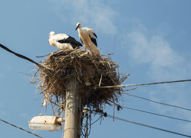 Storks stock photo. Image of pretty, nesting, family - 77206592