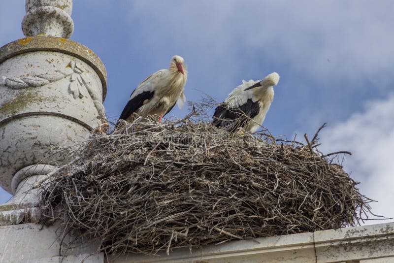 Storks in Faro in Algarve Portugal Stock Image - Image of animal ...