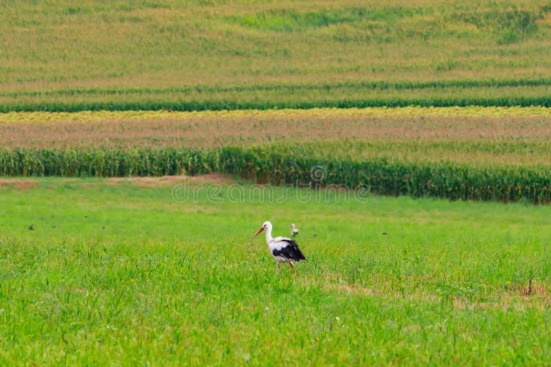 Storks in the Field. Migratory Birds at Rest. Migration of Flocks in ...