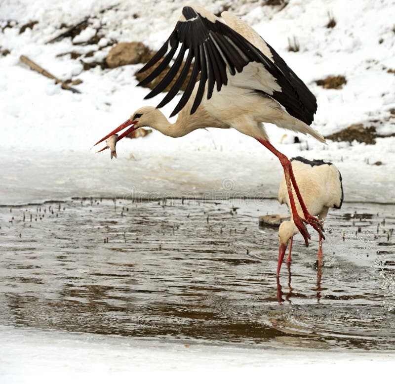 Storks stock image. Image of birds, snow, habitat, river - 33265223