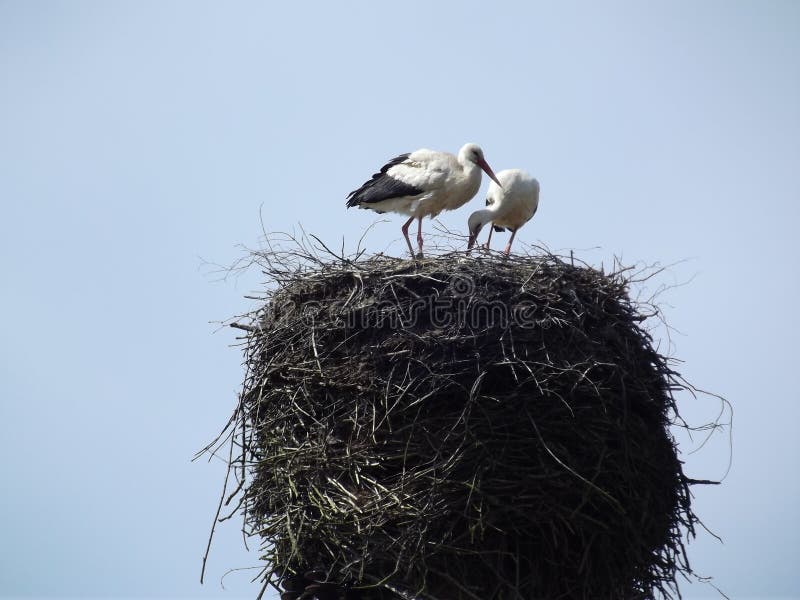 Storks flew stock photo. Image of bird, fauna, second - 91872232