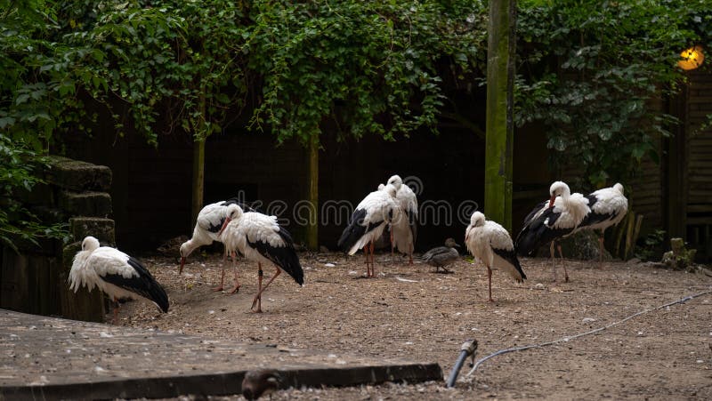 Storks Group . Habitat for Birds. Storks in a Green Park.Bird Sanctuary ...