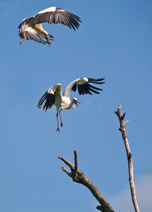 Storks landing stock image. Image of flyby, animal, marsh - 27252067