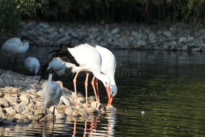 Storks life in the nature stock image. Image of life - 162288223