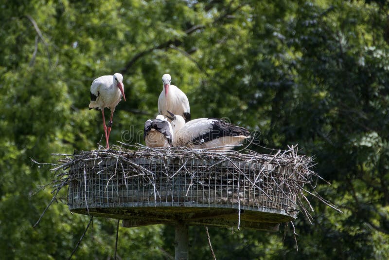 Storks in a Nest in the Zoo Stock Photo - Image of wings, summer: 197179222
