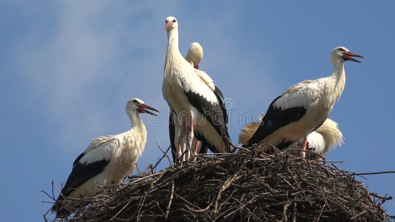 Storks Nest on a Pole, Birds Family Nesting, Flock of Storks in Sky ...