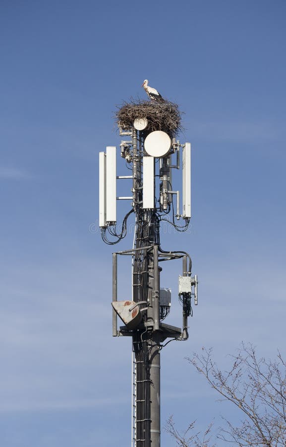 157 Birds Cell Tower Stock Photos - Free & Royalty-Free Stock Photos ...