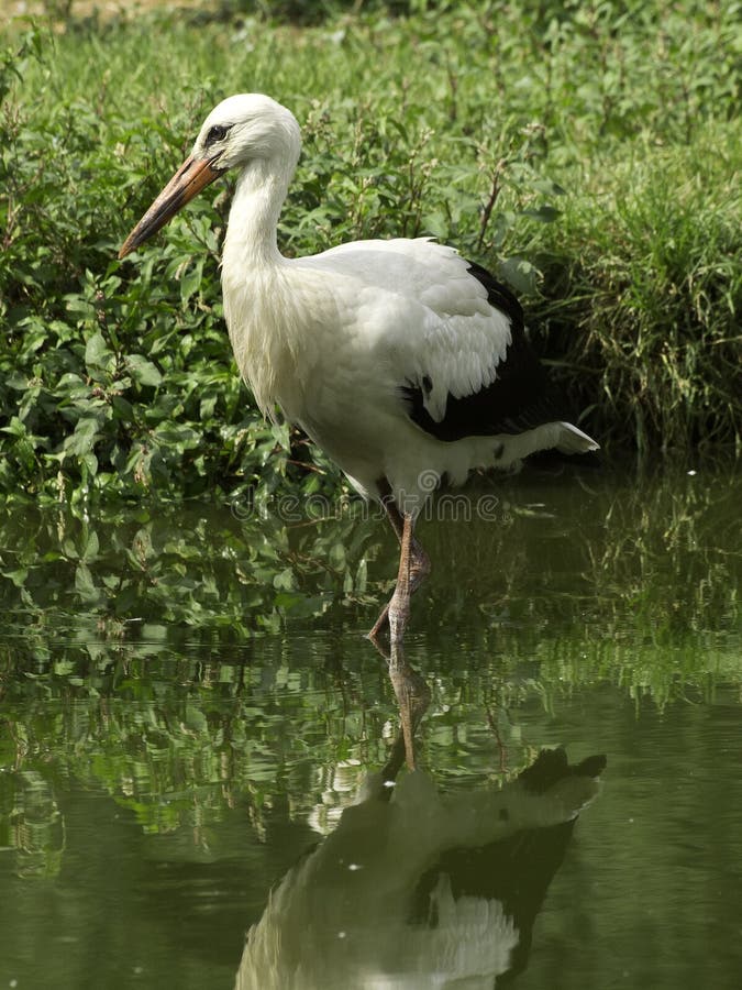 Storks stock image. Image of looking, white, animal, germany - 33822739