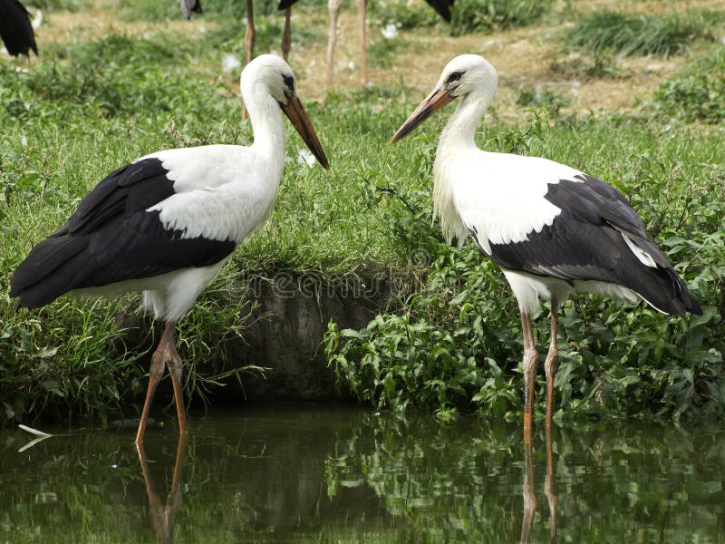 Storks stock photo. Image of stork, bird, white, muensterland - 33823028