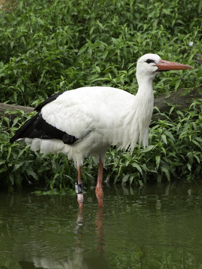 Storks stock image. Image of storks, bird, germany, white - 33823185