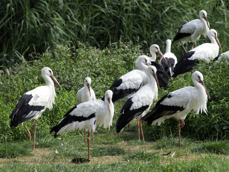 Storks stock photo. Image of germany, muensterland, stork - 33824442