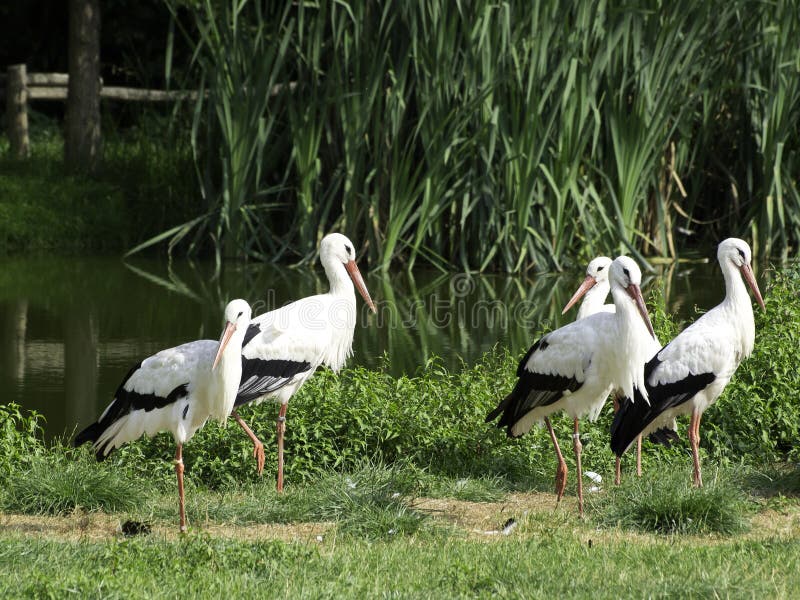 Storks stock image. Image of storks, stork, muensterland - 33824545