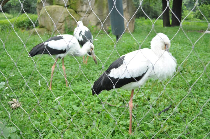 Storks in the Paddock of the Zoo Enclosure Sleep and Rest Stock Image ...