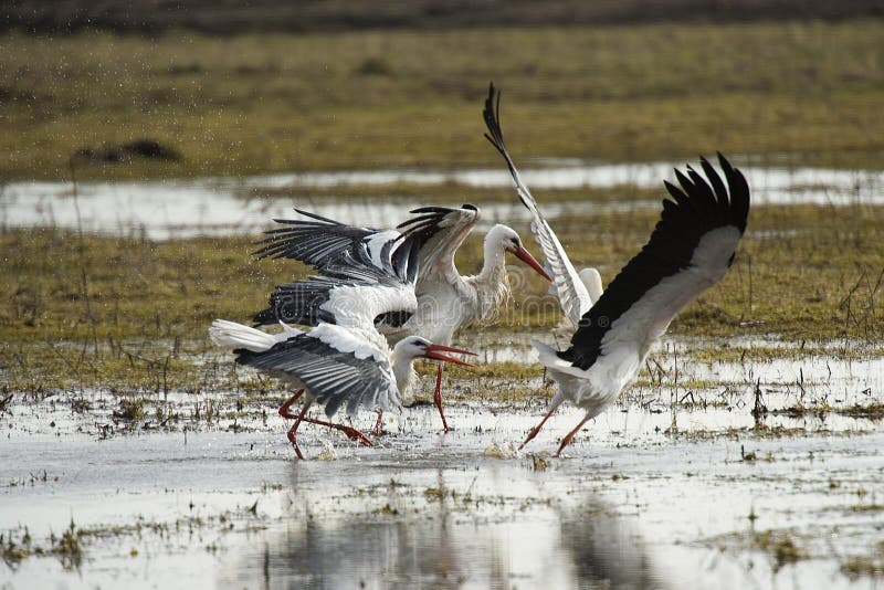 Storks play fighting stock image. Image of fighting, flying - 49823555