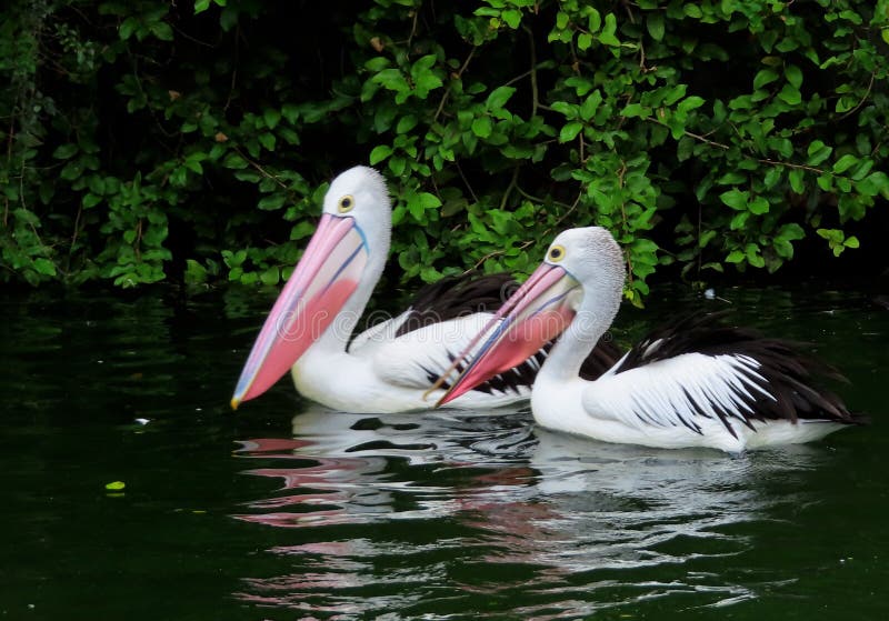 Storks Playing in Calm Water Stock Image - Image of white, wing: 248778017