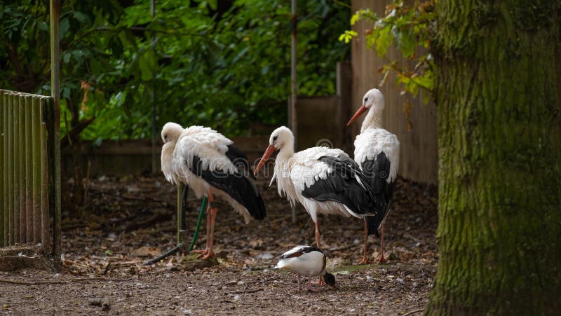 Storks in the Reserve.Group of Birds Storks and Duck in the Park Stock ...