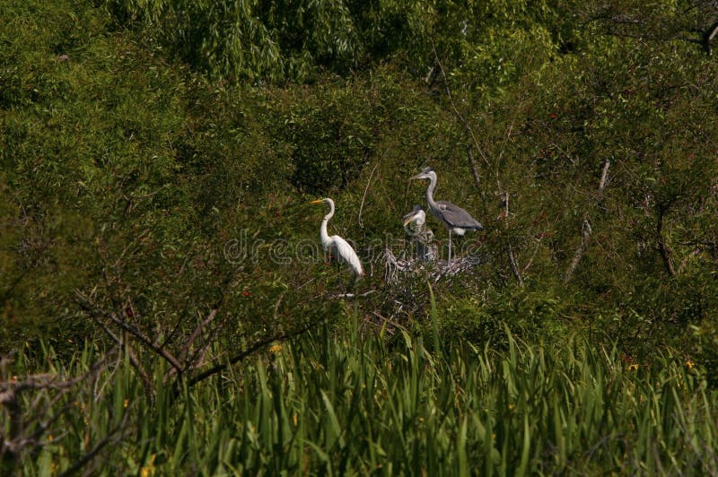 Storks Standing in the Garden with Trees and Fresh Green Grass Stock ...