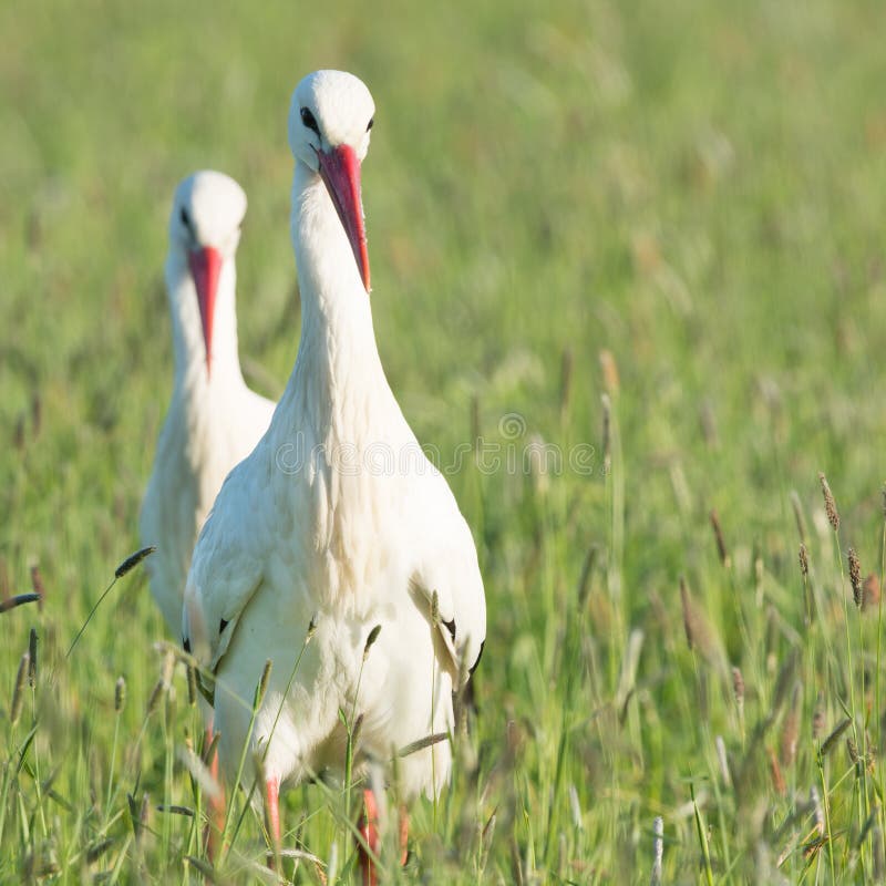 Storks standing in grass stock image. Image of grass - 61313045