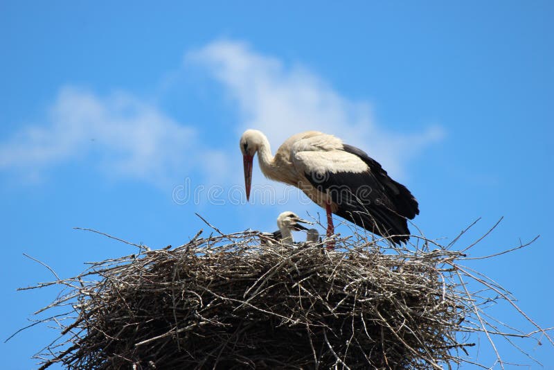 Flying Arrow. White Stork in Flight. Danube Delta, Landmark Attraction ...