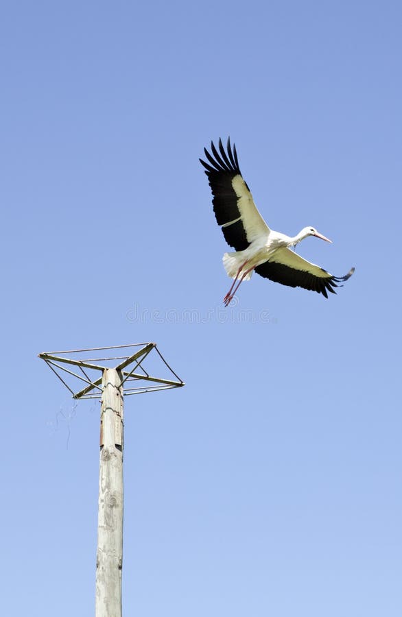 Storks taking off stock photo. Image of spain, flying - 52570628
