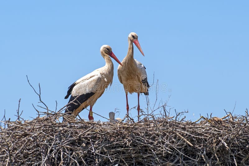 Storks with Their Babies on the Nest in Portugal Stock Photo - Image of ...