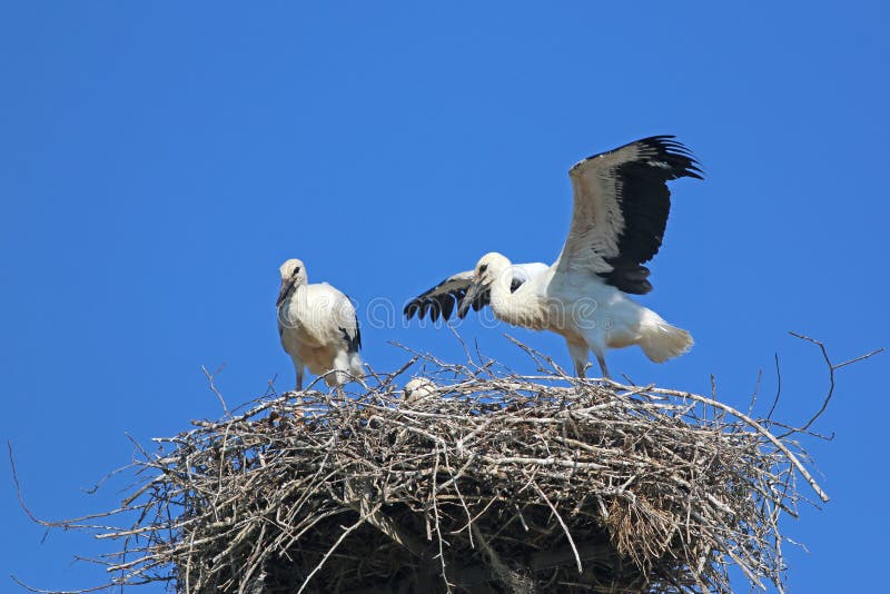 Storks in their nest stock photo. Image of beak, birds - 252596892