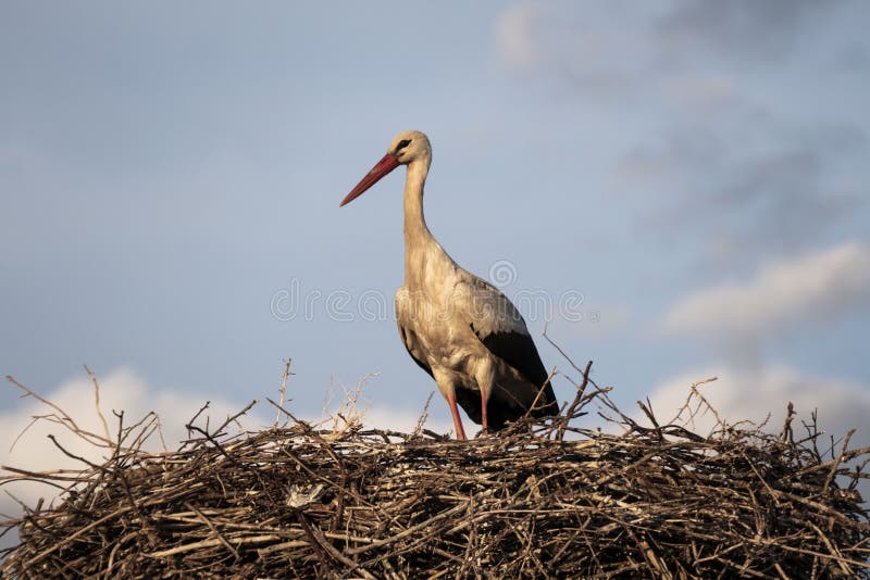 Storks and Their Nests in the Spring, a Stork is Waiting in Its Nest ...