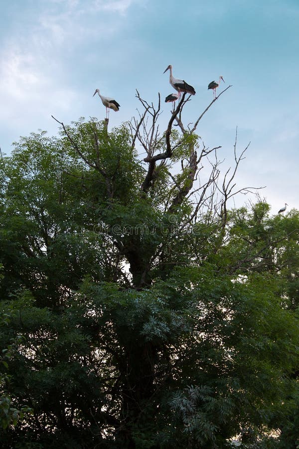 Storks on a Tree. Storks are Looking in Different Directions from the ...