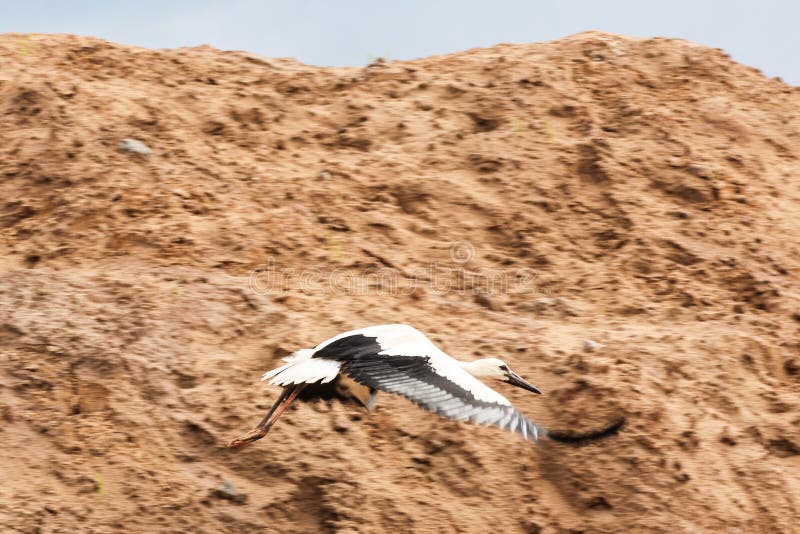 A Stork Flying Along a Pile of Sand Stock Photo - Image of nest, large ...